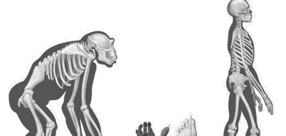 El MEH acoge la charla '¿Cómo nos hicimos bípedos? | BURGOSconecta